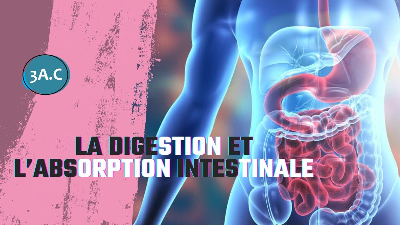 La digestion et l'absorption intestinale - 3A.C - YouTube
