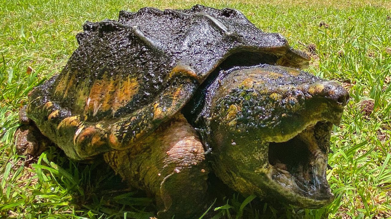 Feeding Alligator Snapping Turtles Clams and Apple Snails - YouTube