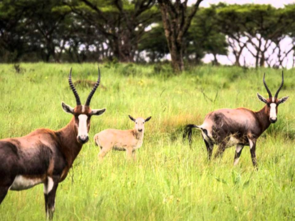 Ukuthula Animal Slideshow - YouTube