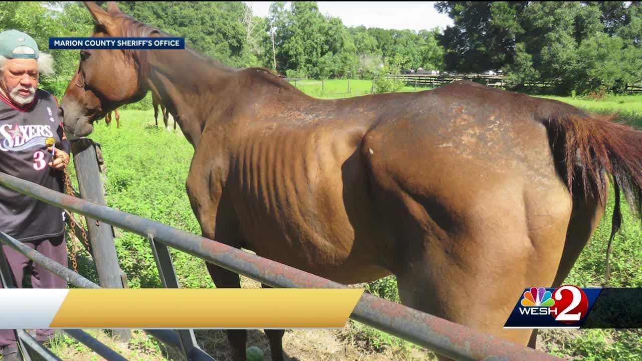 Florida man charged with felony after emaciating, neglecting 3 farm ...