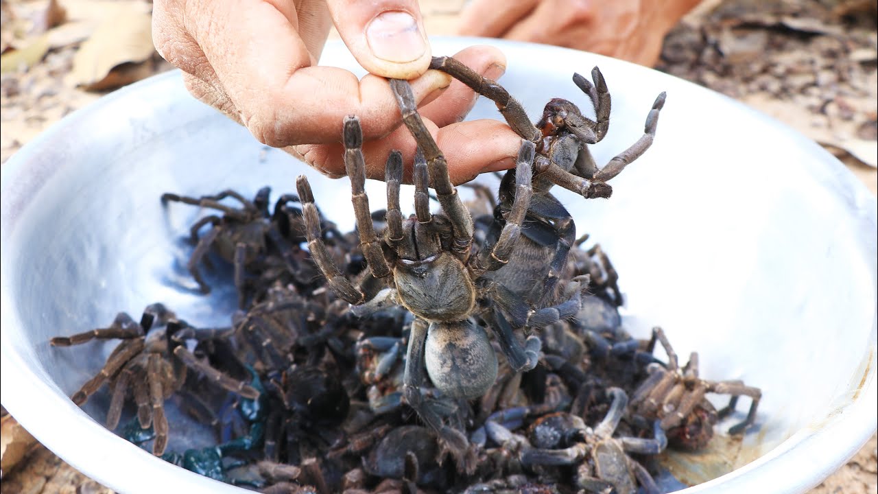 Wow! Catch & Cook a lot Tarantula - YouTube