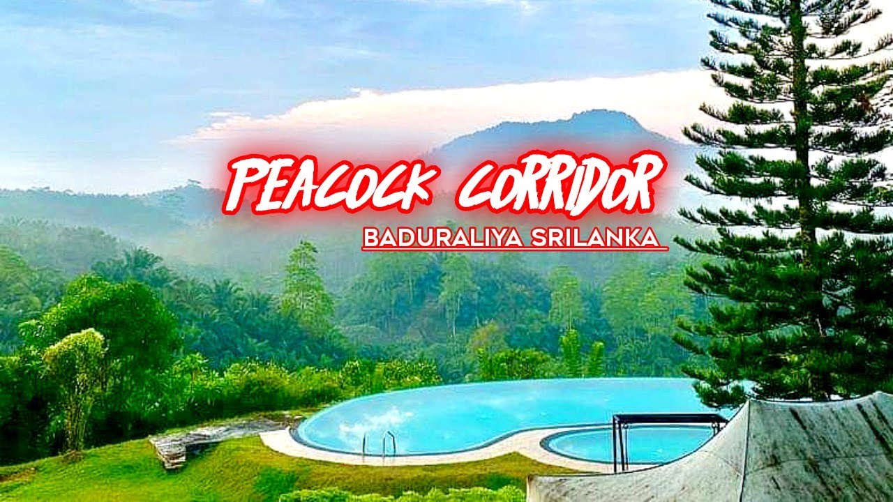 PEACOCK CORRIDOR HOLIDAY BADURELIYA SRILANKA #hotel - YouTube
