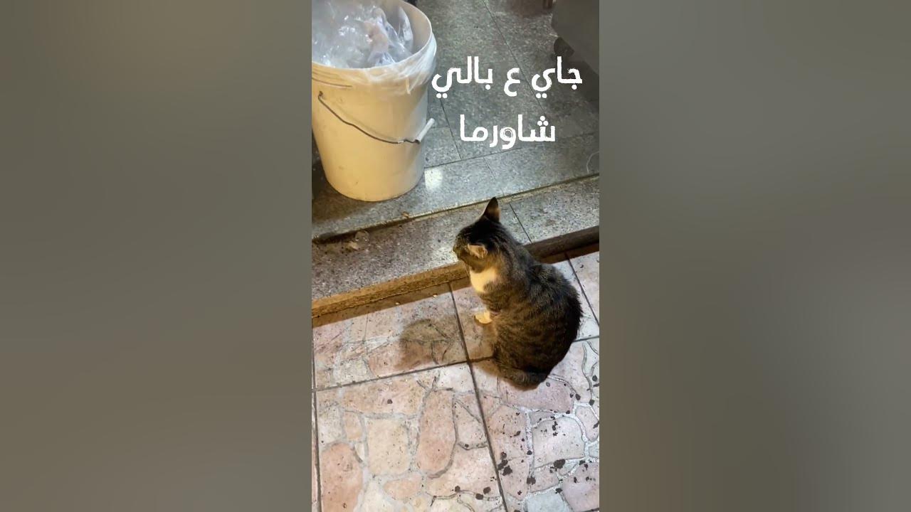 بس جاي عبالو شاورما اليوم قط قطة بسة Youtube