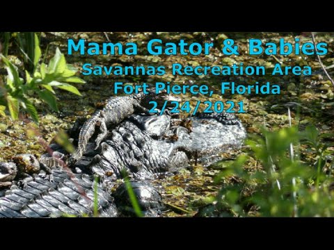 MAMA GATOR & BABIES @ Savannas Recreation Area - Ft Pierce, Florida ...