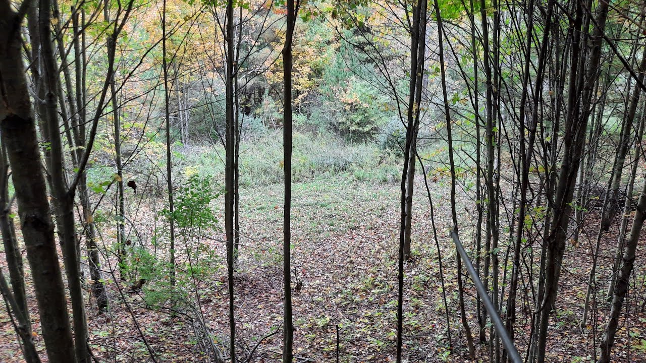 Trimming shooting lanes for hunting season - YouTube