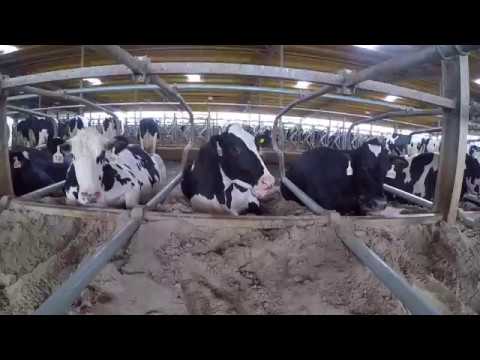 Cow Comfort and Care- Our Sand Process - YouTube