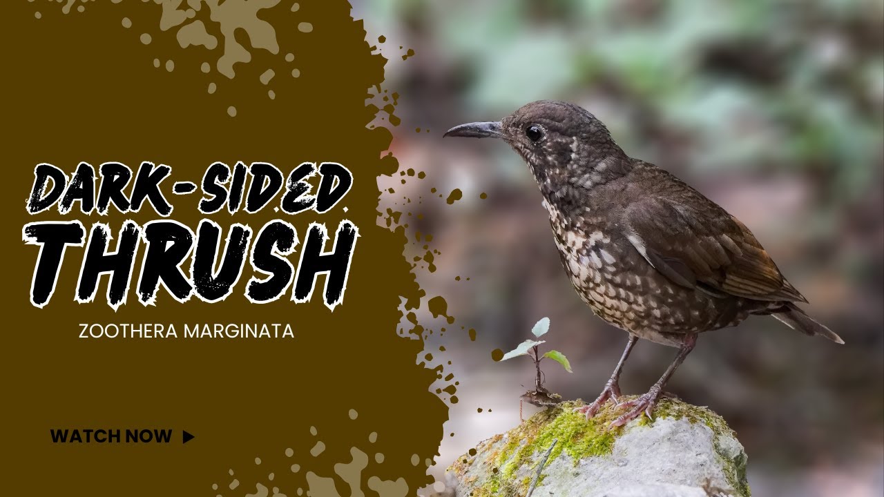 Dark-sided Thrush - Zoothera marginata #birds #trending #wildlife - YouTube