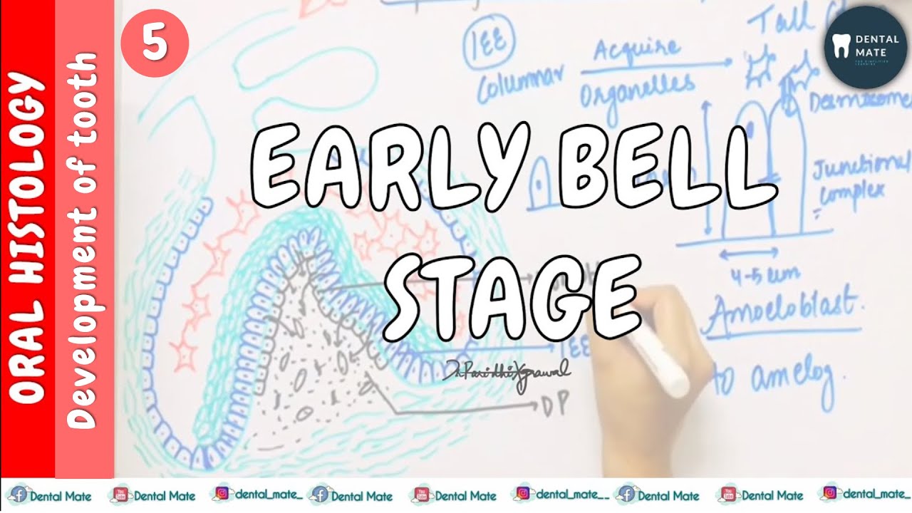Early bell stage | Bell stage | Development of tooth | Dr Paridhi ...