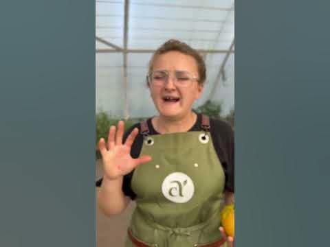 Топ-модель, Король Сибири #семена #сад #дача #семенаалтая - YouTube