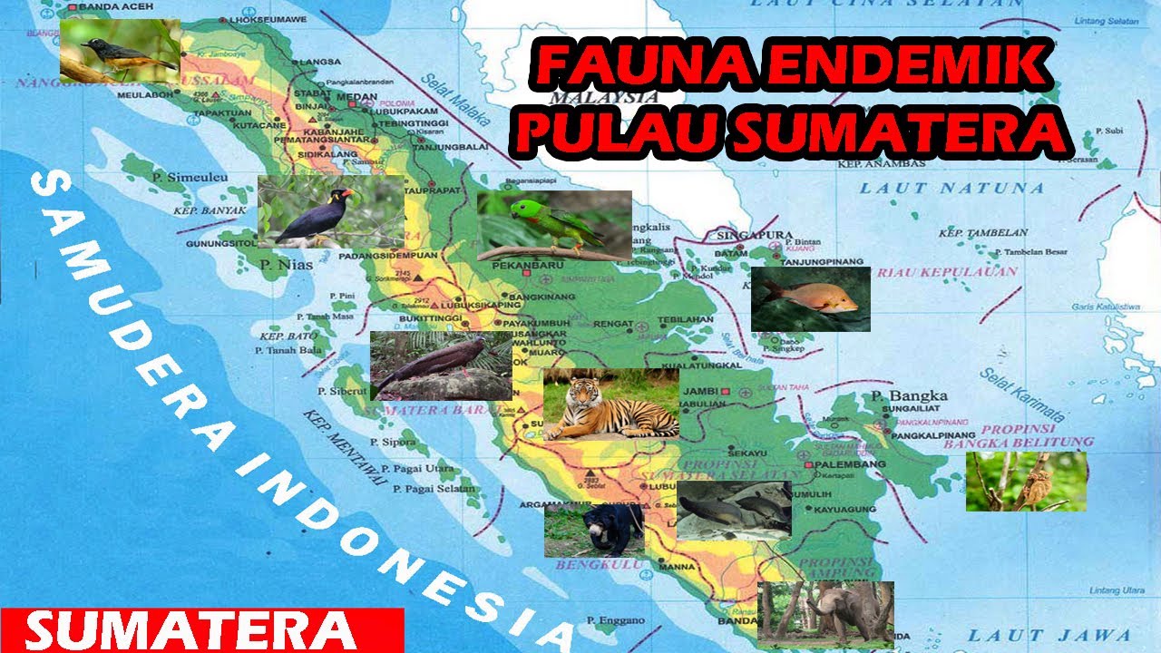 10 Fauna Endemik Sumatera - YouTube