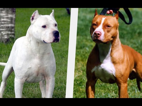 Arjantin Dogo VS Pitbull --KARŞILAŞTIRMASI