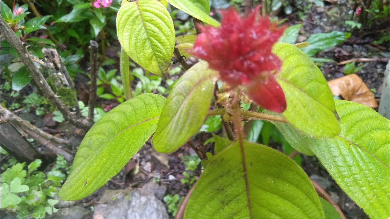 flowers mushtanda - YouTube