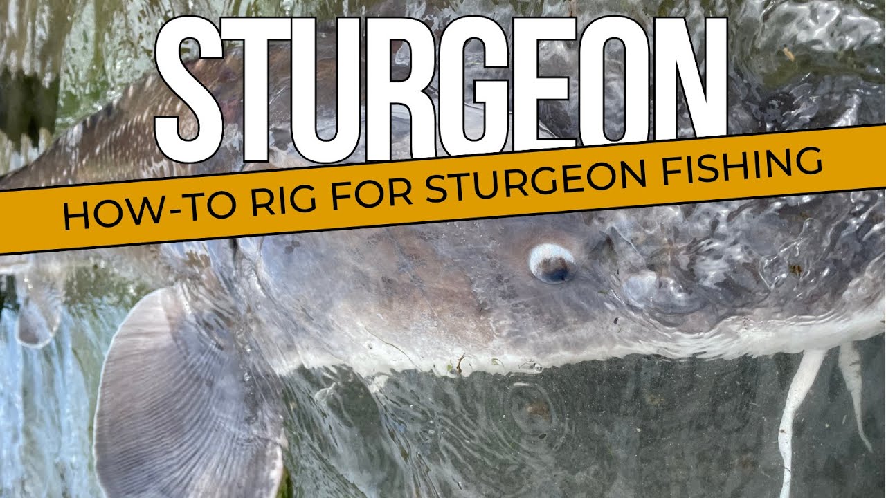 How to Rig for Sturgeon Fishing - YouTube