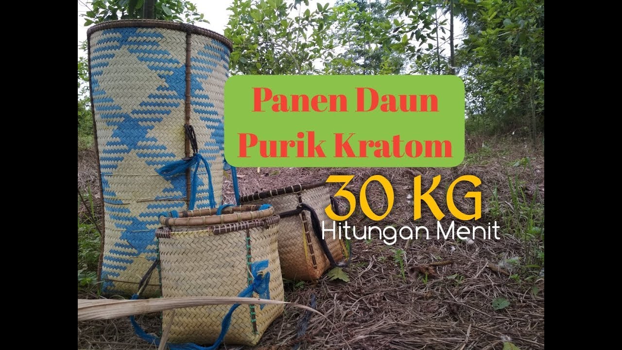 Panen Daun Kratom Purik 30 KG dalam hitungan menit - YouTube