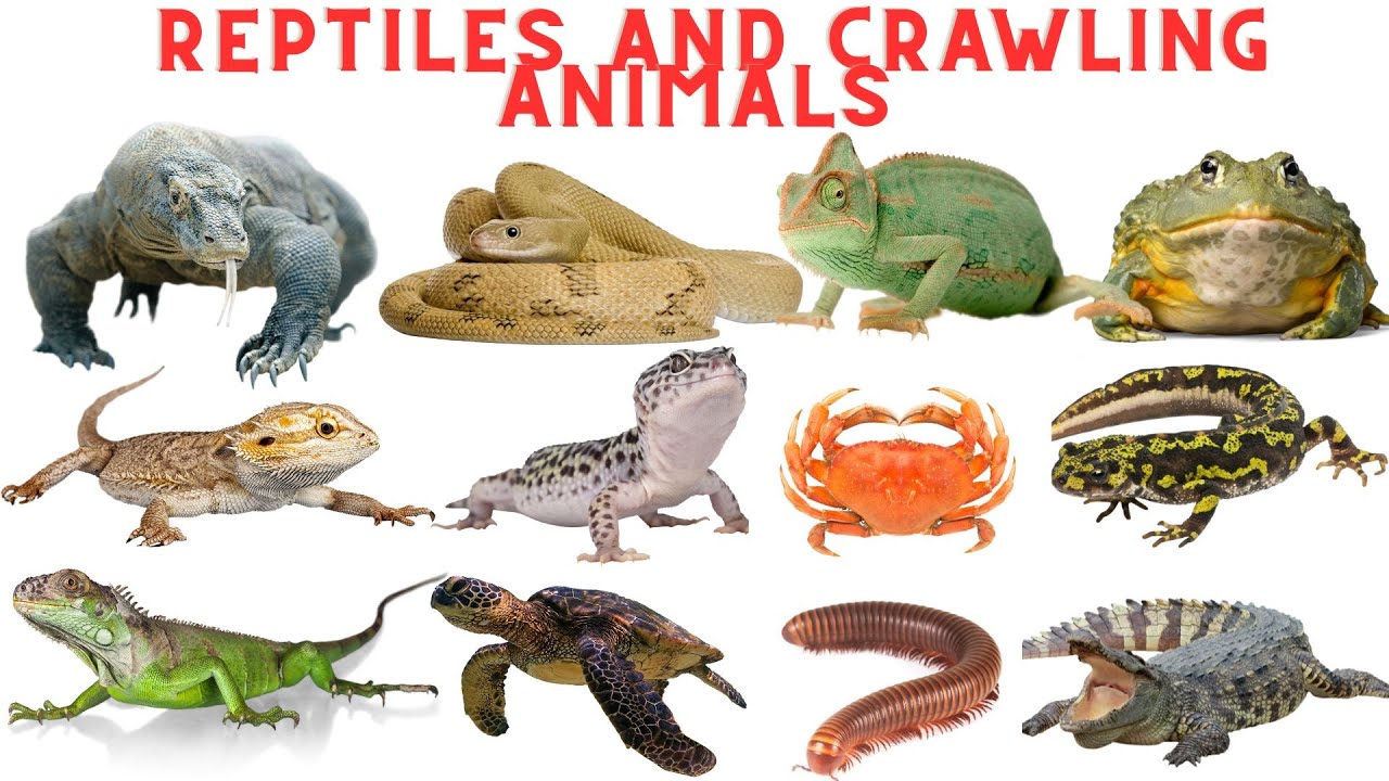 Crawling Creatures and Reptiles for Kids | Learn Animal Names with Fun ...