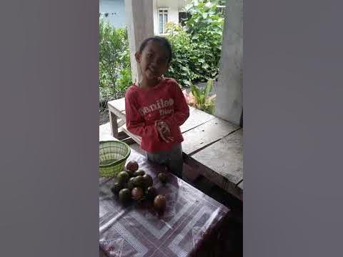 Hari libur waktux petik buah markisa di depan rumah - YouTube