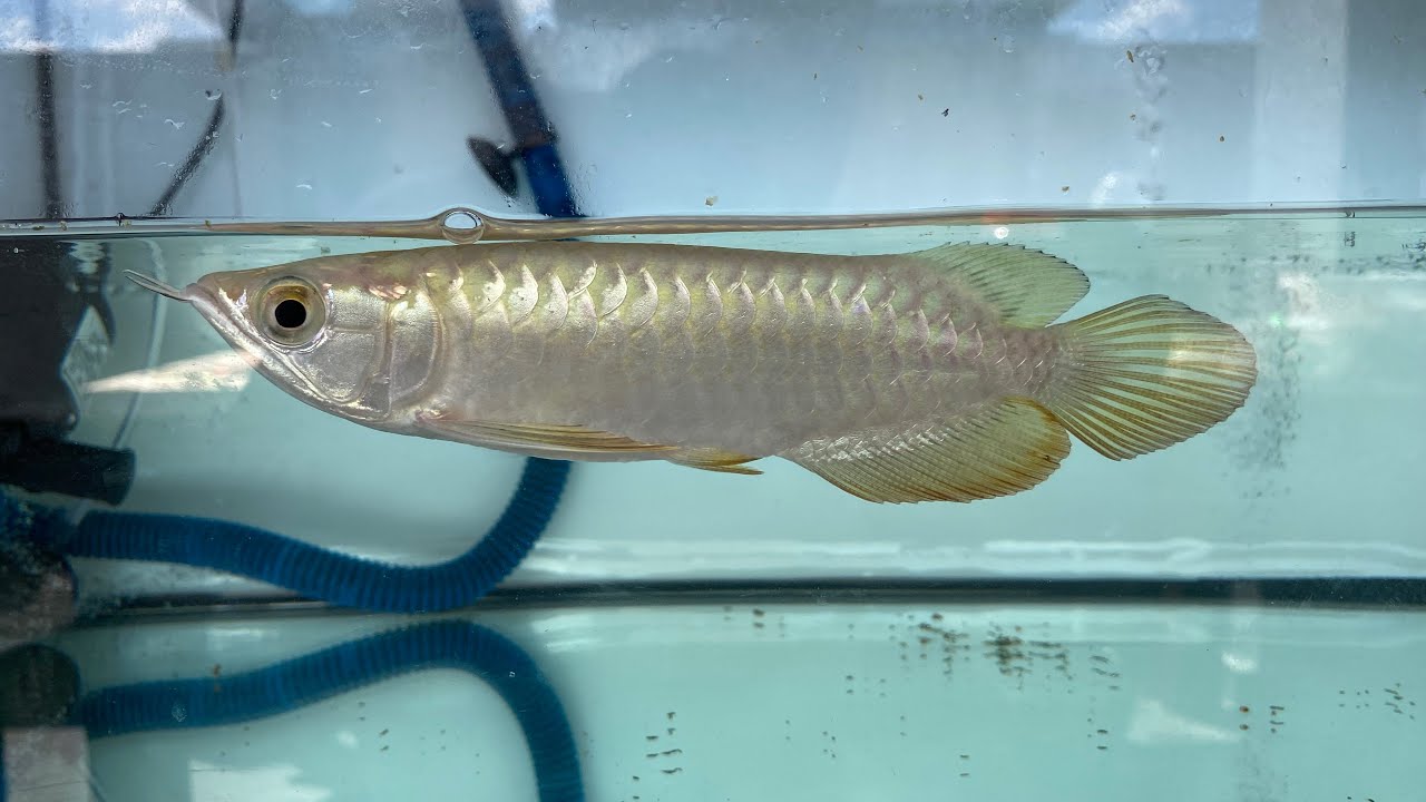Super High Back Golden Arowana 1 Month - YouTube