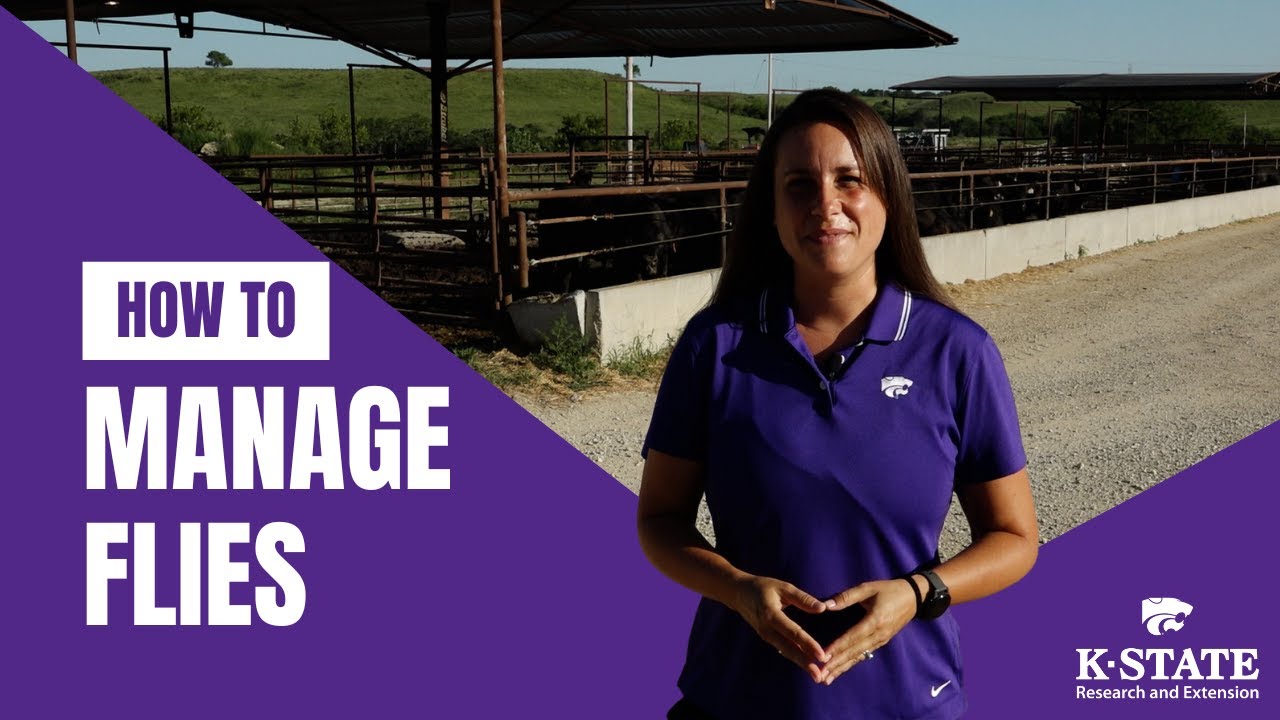 Livestock Fly Control: Top Tips for Fly Management - Farming By Faith