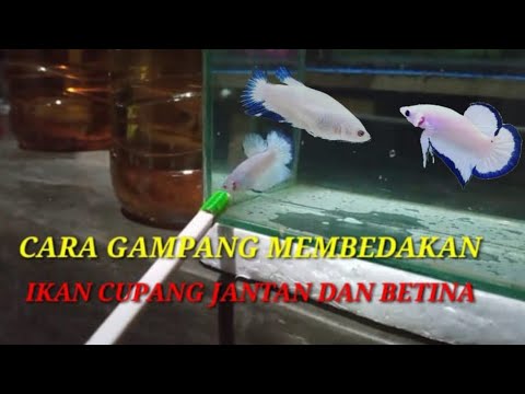 Membedakan Ikan Cupang Cowok Dan Cewek