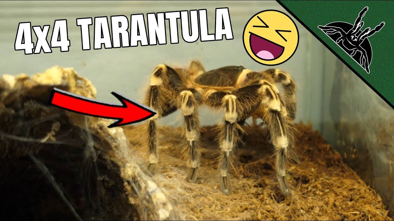 CRAZIEST FEEDING VIDEO with special feeders! - YouTube