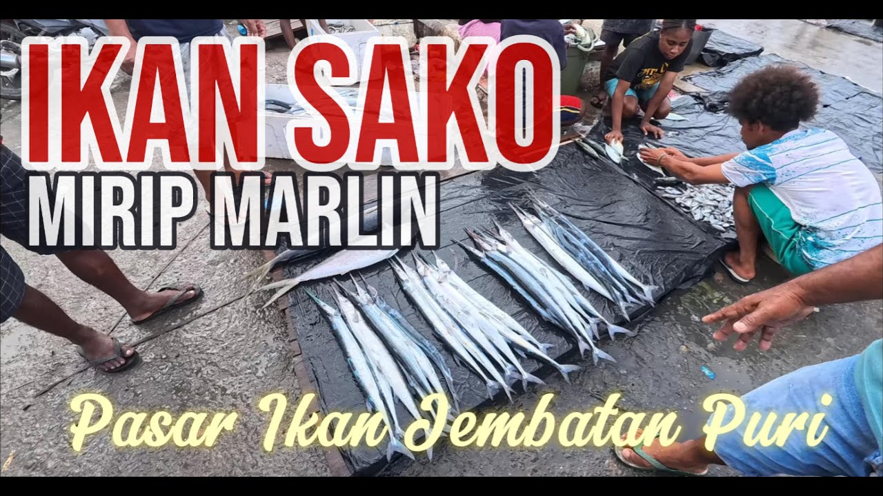Ketemu Ikan Sako Mirip Marlin di Pasar Ikan Jembatan Puri. Rame ...