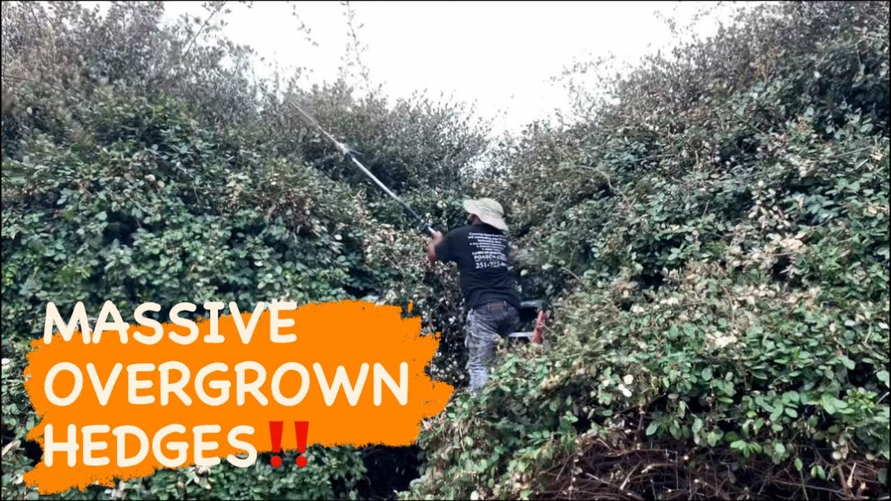 Trimming & Reshaping OVERGROWN Hedges | Front yard makeover - YouTube