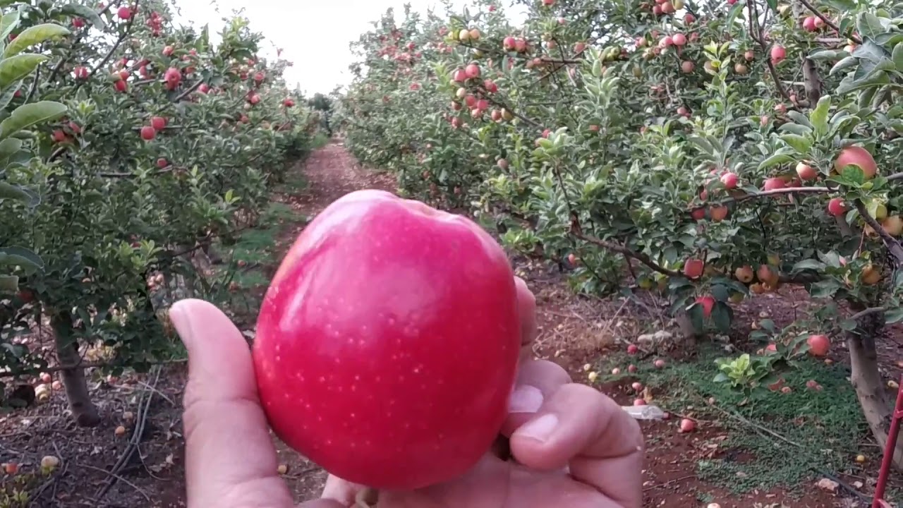 Ben Dor Fruits Odem apple - YouTube