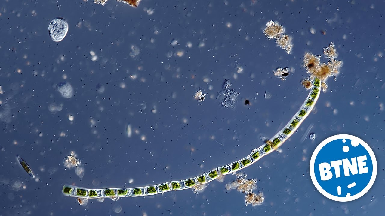 Short Video Of Microcosmos - YouTube