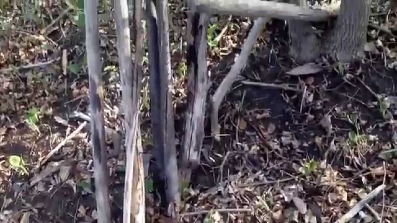 Bigfoot stick pile etc... - YouTube
