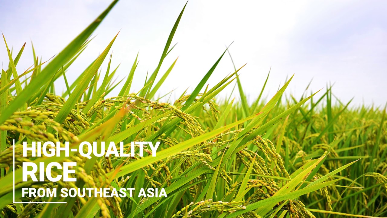 Rice in Southeast Asia - YouTube