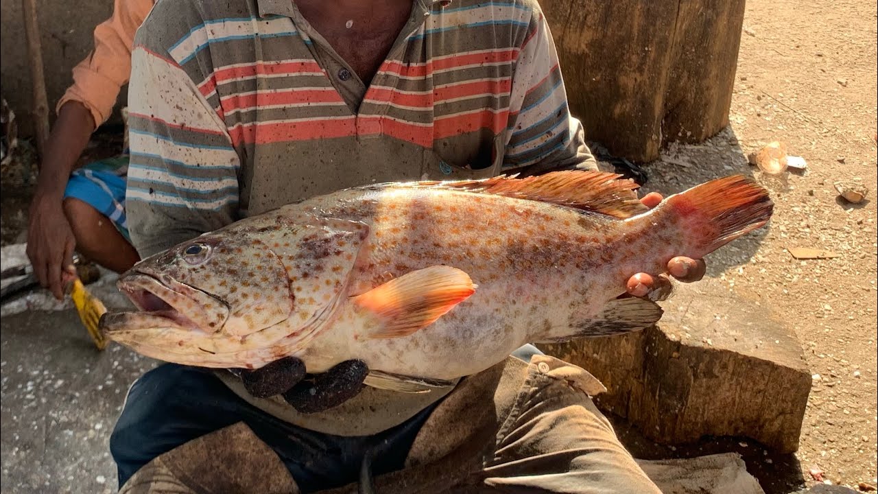 LIVE GROUPERS🔪 AMAZING CLEAING & MASTER SKILL CUTTING🔪KF FISH CUTS ...