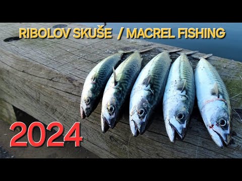 Ribolov skuse prirodnim i vjestackim mamcima 2024 / Macrel fishing with live bait and lures