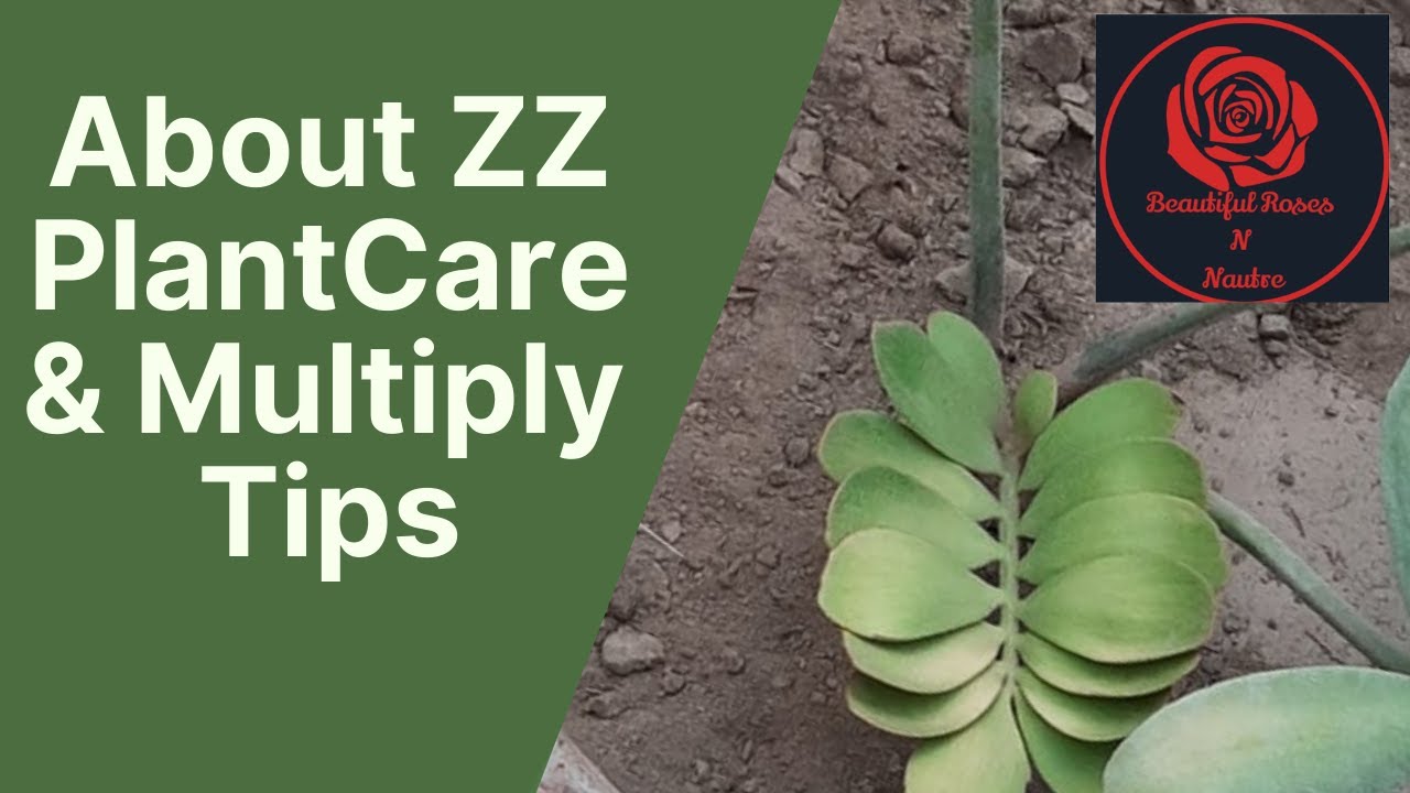 About ZZ Plant |Zamia Plant | Care & Multiple Tips - YouTube
