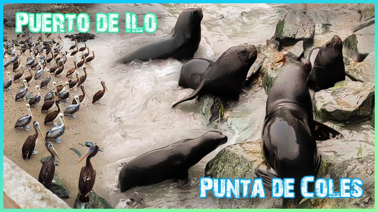 Punta de Coles🐧 y Puerto de Ilo🌞 Moquegua | Perú | ASR🚐 - YouTube