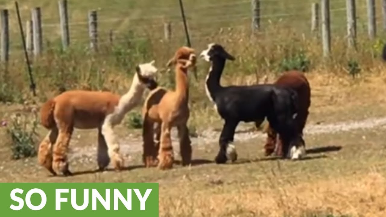Terrified alpaca runs screaming for safety near herd dogs - YouTube