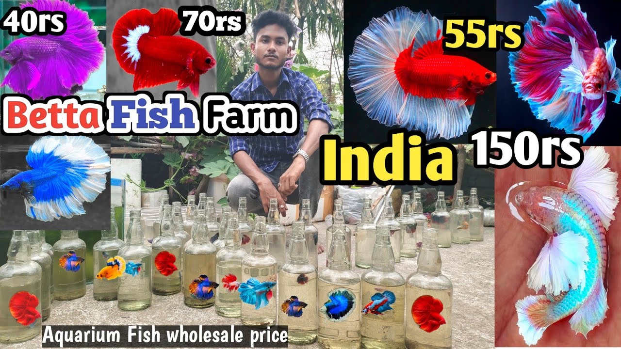 Betta Fish cheap price in Kolkata Galiff Street | Betta Fish breeding ...