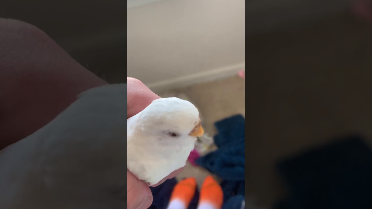 Screaming parakeet *her name is snowflake* - YouTube
