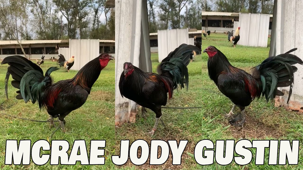 Beautiful Black Birds Jody Gustin Farm Visit - YouTube