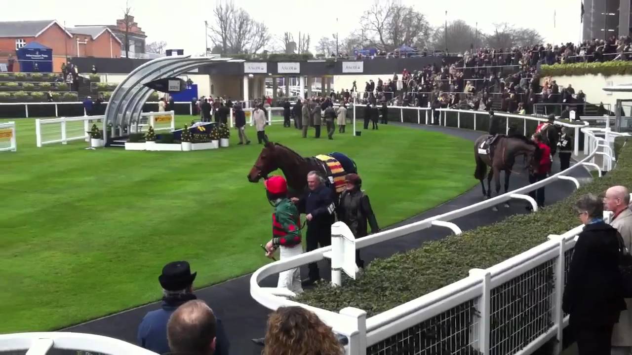 Race horses in the parade ring at Ascot - YouTube