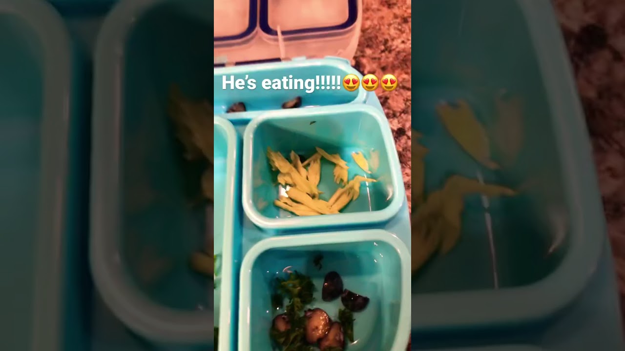 my. Calapitter is. Eating ️ ️😍😍😍😍!!!!!!!! - YouTube