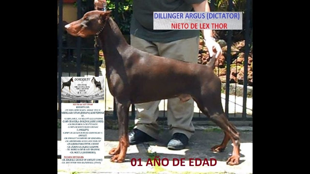 DILLINGER ARGUS (DICTATOR) 01 AÑO DE EDAD , DOBERMAN SCHNAUZER FAMILIA ...