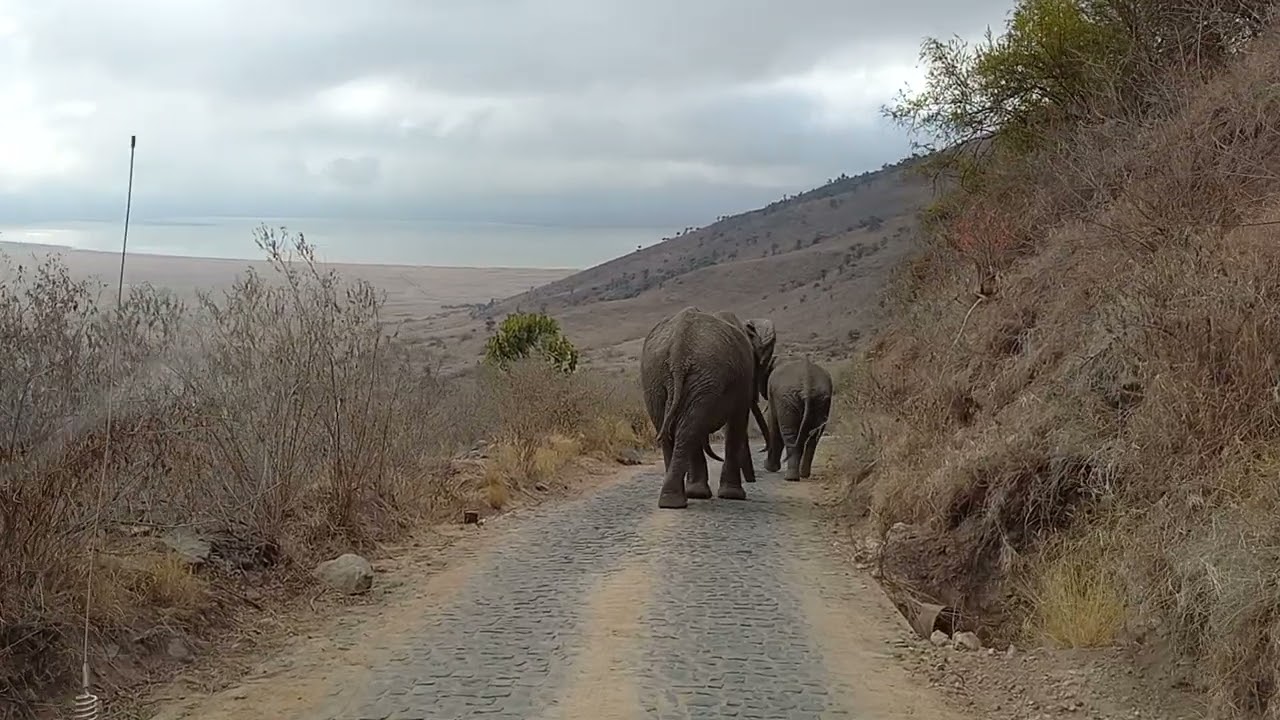 Elephant block the road in Ngorongoro crater Seneto (SHAMALE ...