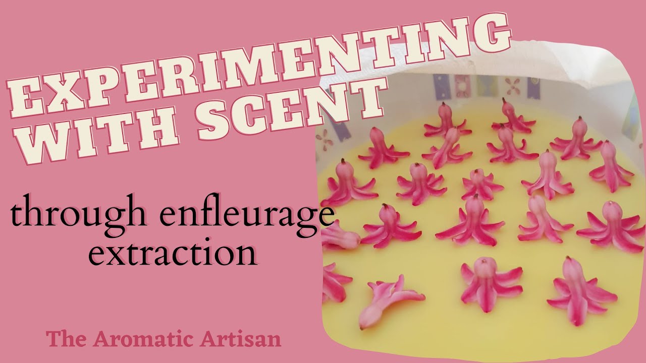 Winter/Spring Extractions for Enfleurage Perfume - YouTube