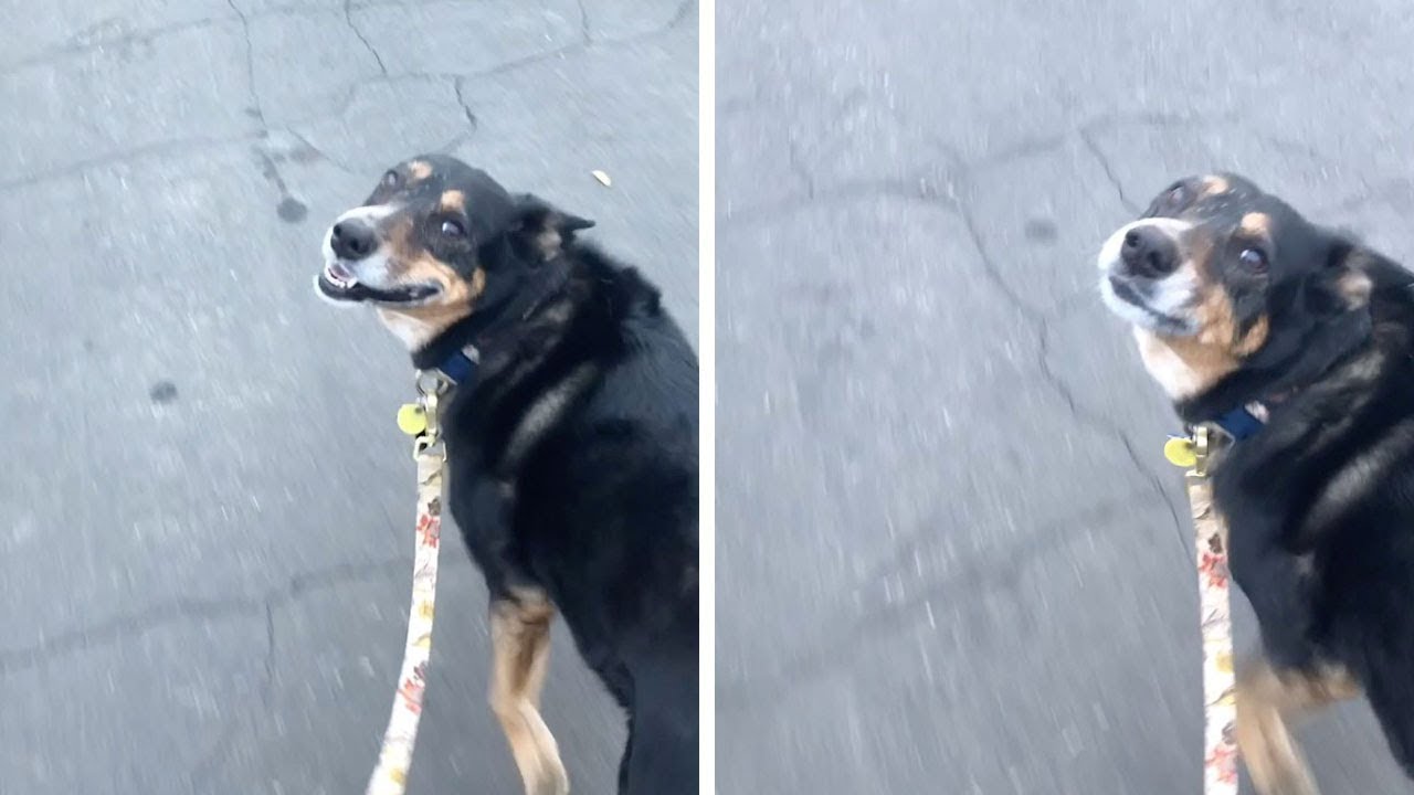 Dog Checks On Owner During Walk - YouTube