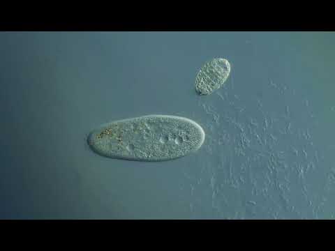 paramecium eating bacteria