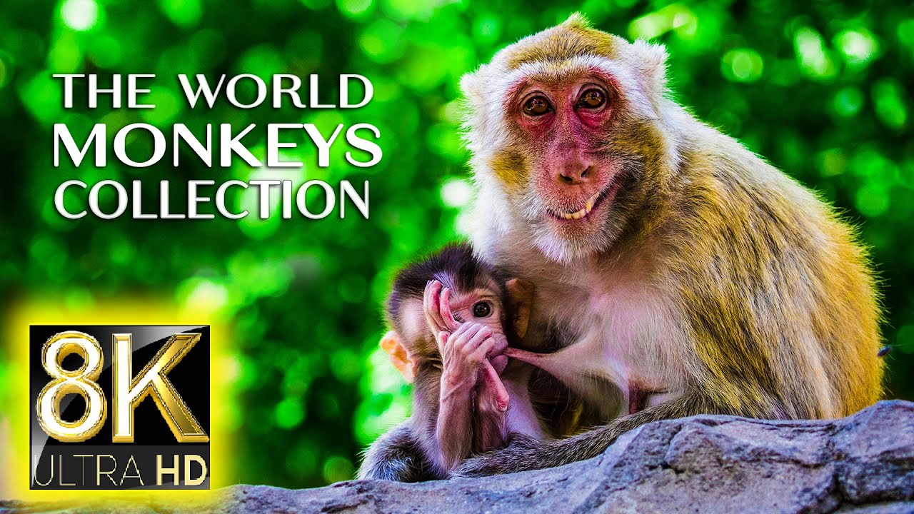 The World of Monkeys Collection in 8K TV 60fps ULTRA HD 🐵 8K Nature ...