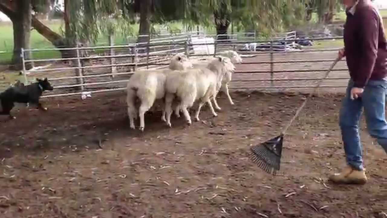 Herding basics - YouTube