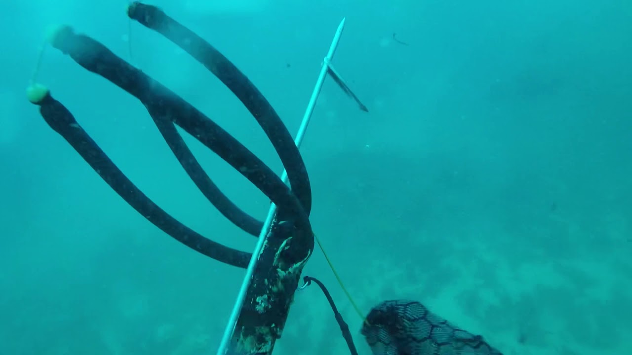 Perth scuba diving dhufish and crayfish - YouTube