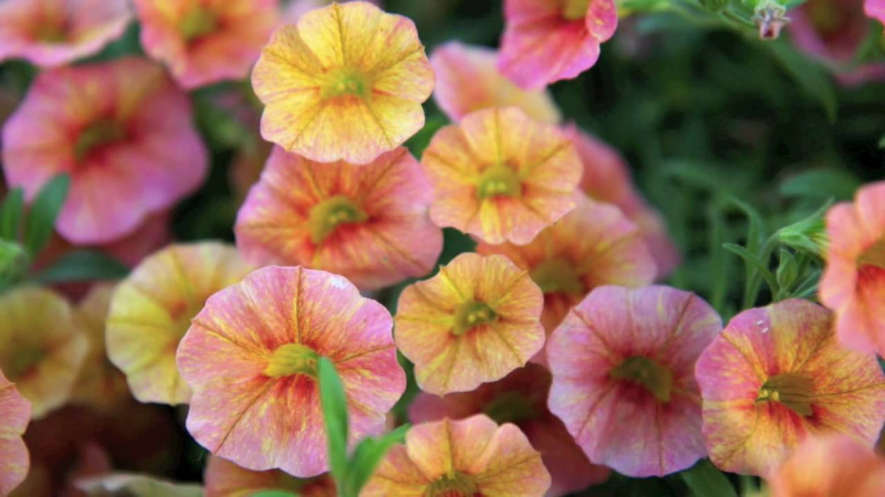 Self ~ A Papaji Poem - YouTube