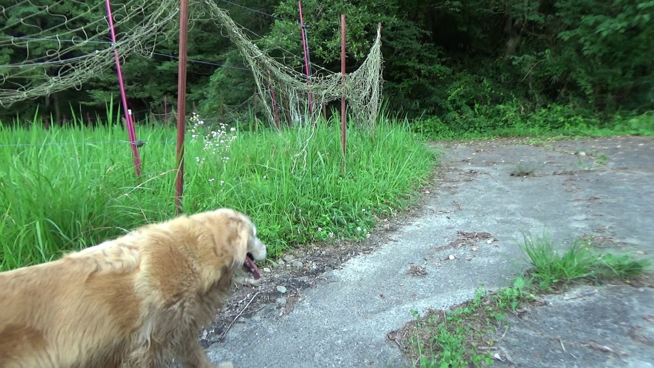 Golden Retriever of August walks the mountain path where the cicada ...